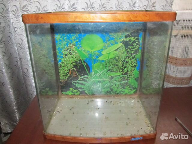 Аквариум. Колпино