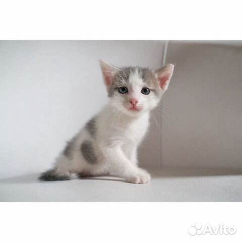 Котенок-мальчик Пятнышко 2 мес