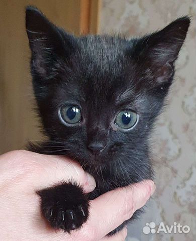 Котёнок Джерри в поисках семьи