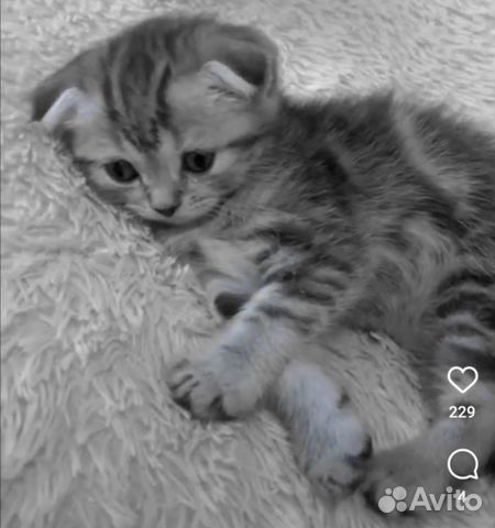 Вислоухие котята бесплатно