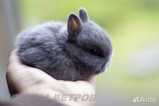 Кролик голубая девочка минор
