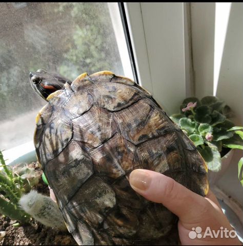 Черепаха
