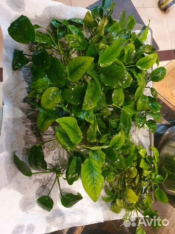 Растения для аквариума