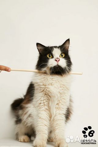 Шикарный котик