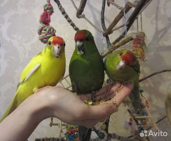 Попугай какарик