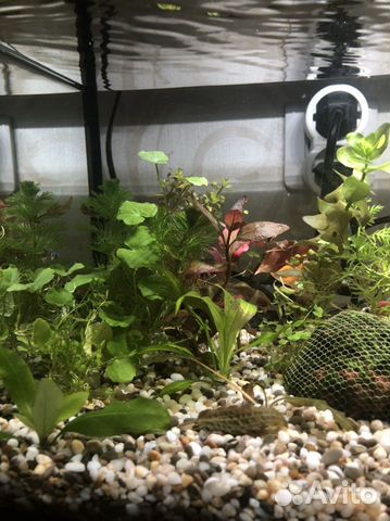 Улитка хелена