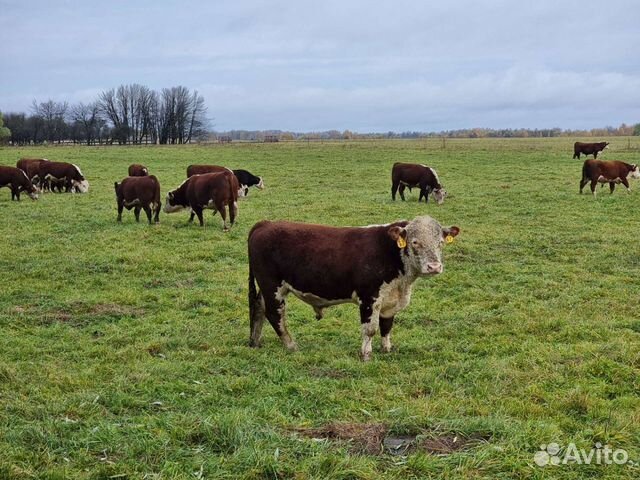 Телята бычки герефорд продаем