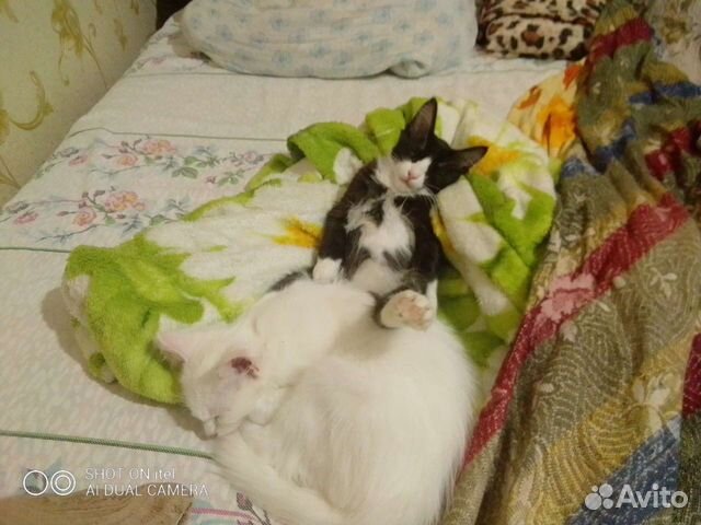 Котята отдам бесплатно