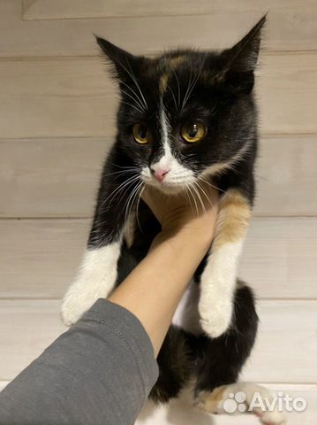 Кошечка трехцветная 5 месяцев