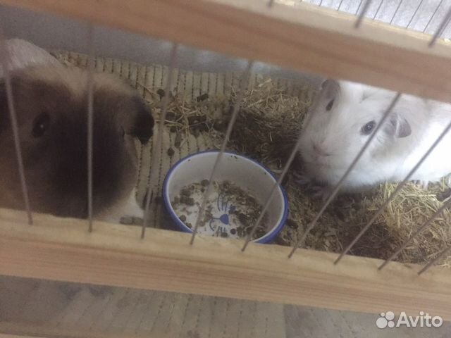 Морская свинка две