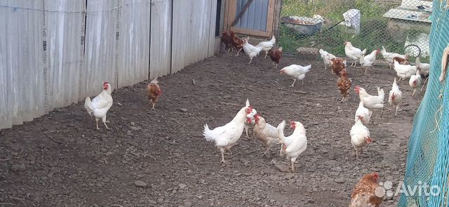 Куры несушки