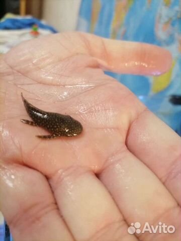 Сом сомик анциструс