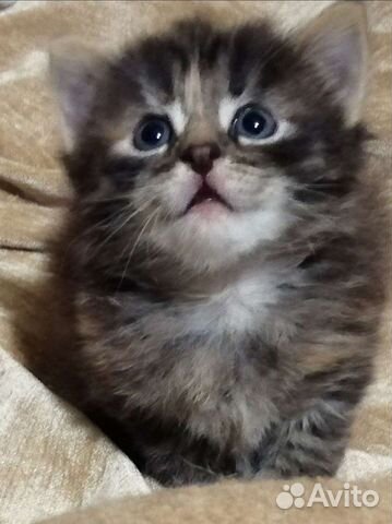 Турецкая ангора папа киски белого цвета. Месац и н