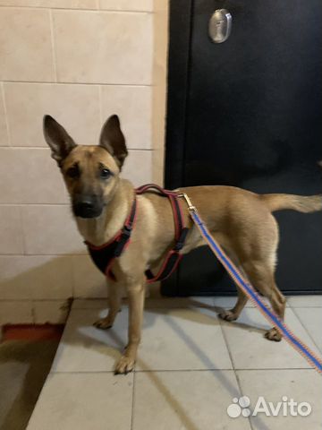 Потерялась собака, найдена собака, в добрые руки