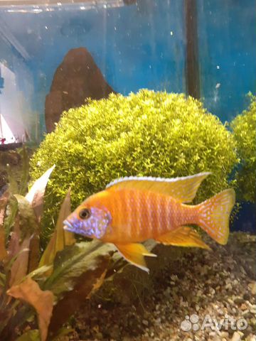 Аквариумные рыбки цихлиды