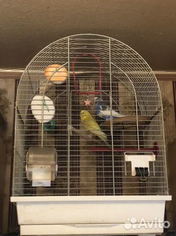 Волнистые попугаи, отдам вместе с 2 клетками