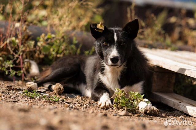 Белка ищет своего человека