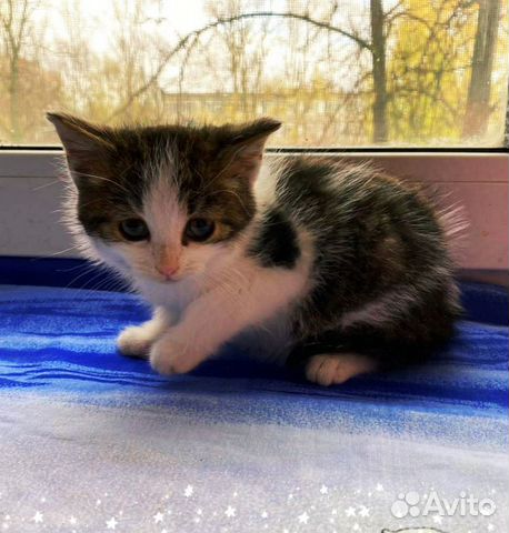 Крошка малыш ищет дом