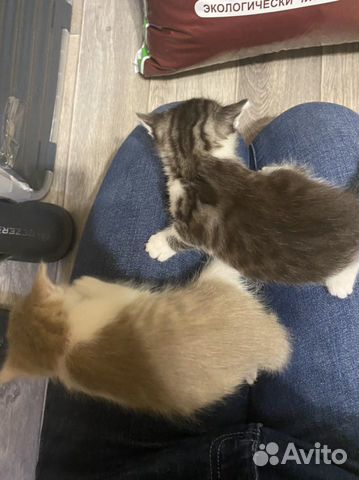 Котята