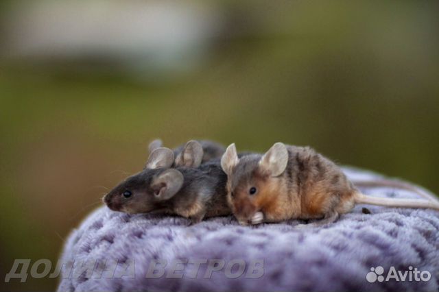 Минимышки сатины, рексы, соболи и агути