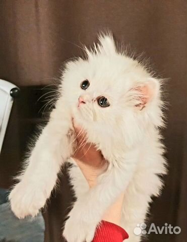 Кот. Хайленд фолд белый