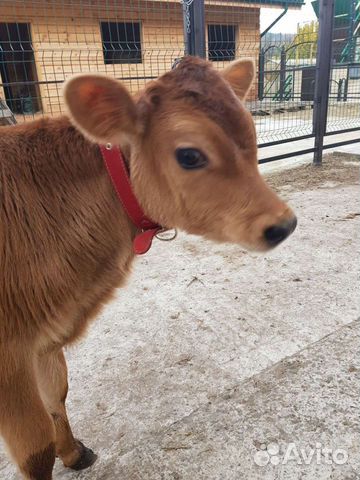 Джерсийский чистокровный бычек