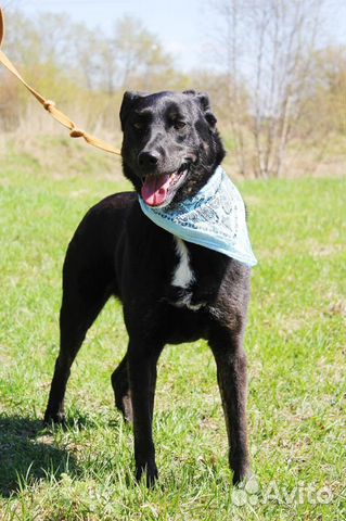 Пес Барт в добрые руки