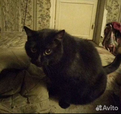 Кот Боня через два дня окажется на улице