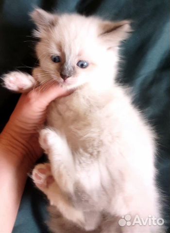 Котенок в добрые руки