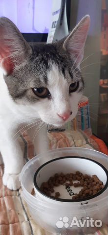 Котенок в добрые руки