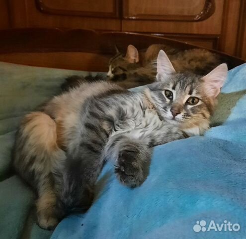 Котенок Мона Лиза метис сибирской породы в дар