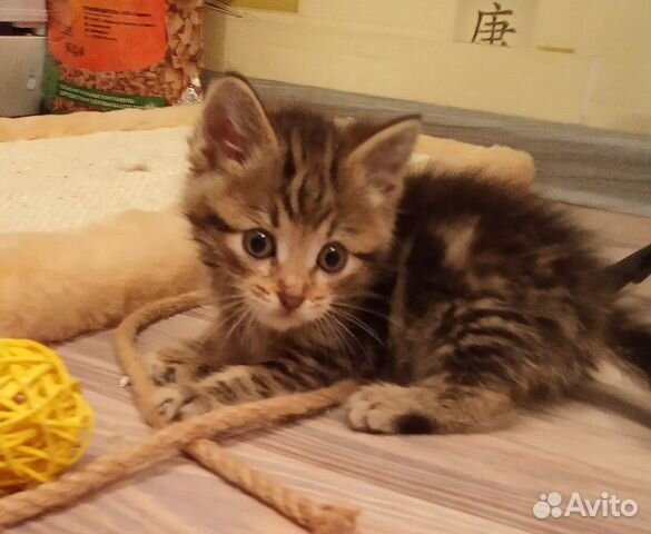 Котенок в любящий дом (мальчик, 1,5 мес.)