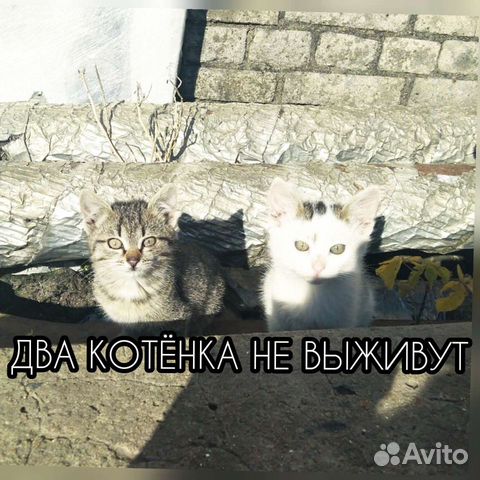 Котята выживают на трубах