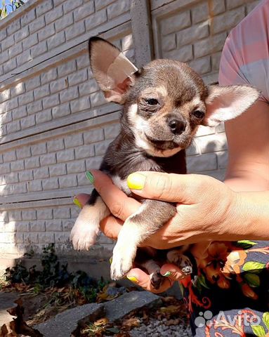 Чихуахуа милое создание девочка