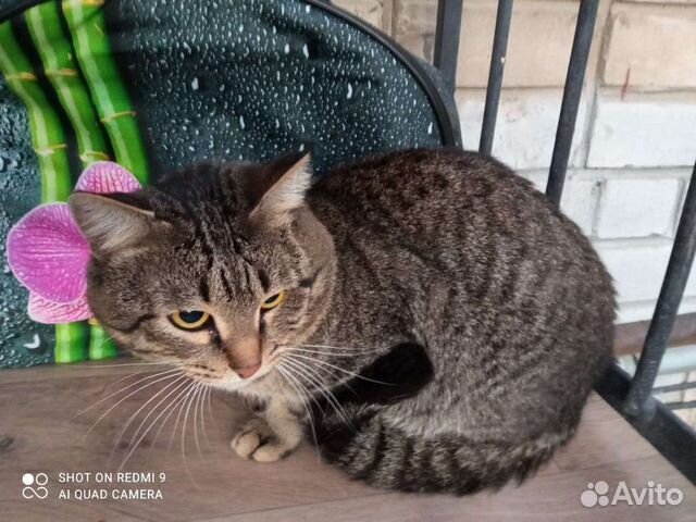 Кот и кошка 1 год в добрые руки