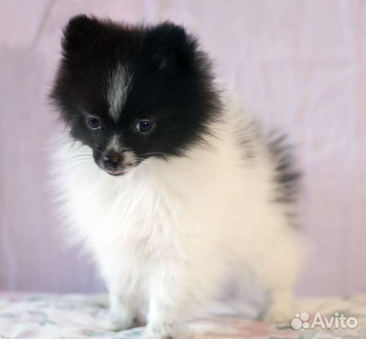 Девочка шпиц милая обаяшка