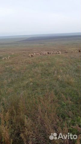 Овцы барашки