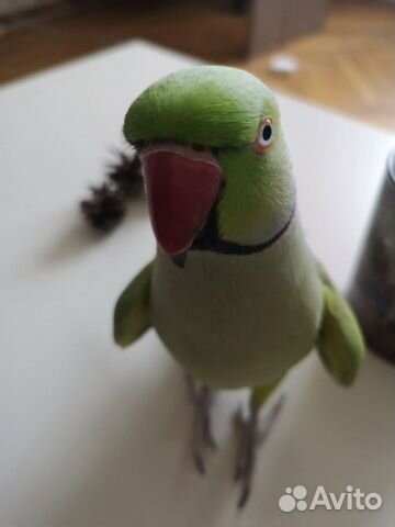 Ожереловый попугай самец (ручной)