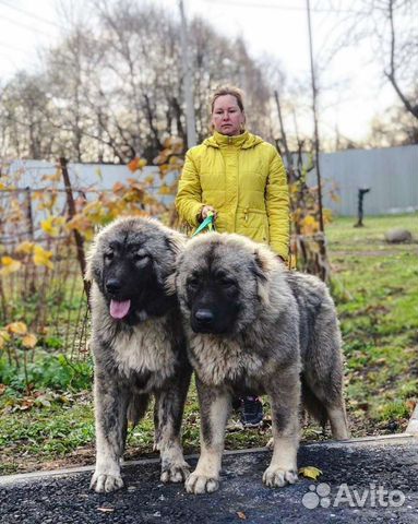 Элитные щенки Кавказской овчарки