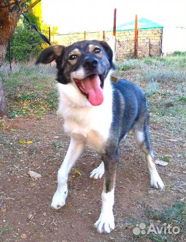 Ищем дом Амурчику