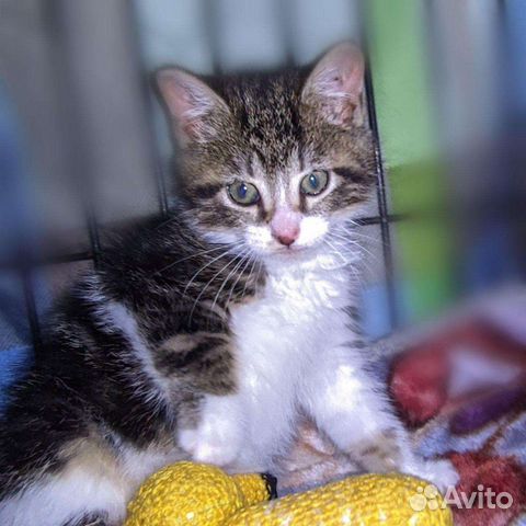 Котёнок ищет