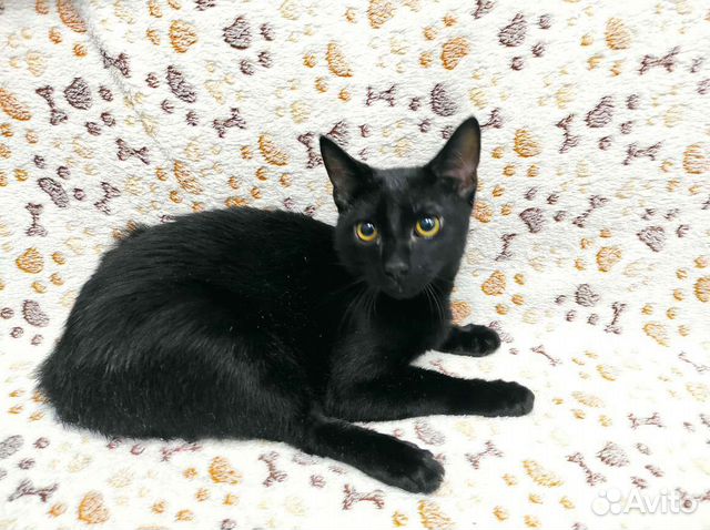 Котенок чёрный, зовут Уголёк