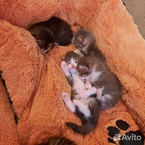 Котята в добрые руки