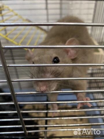 Две крысы вместе с клеткой