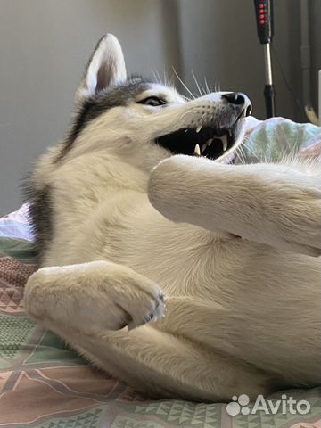 Сибирский хаски кабель