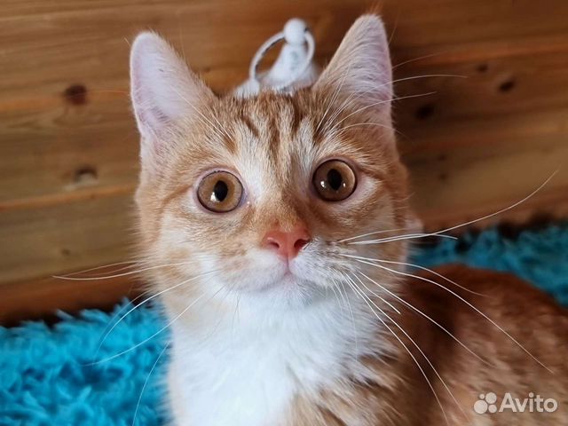 Котёнок Вега - юная звёздочка в вашу квартиру
