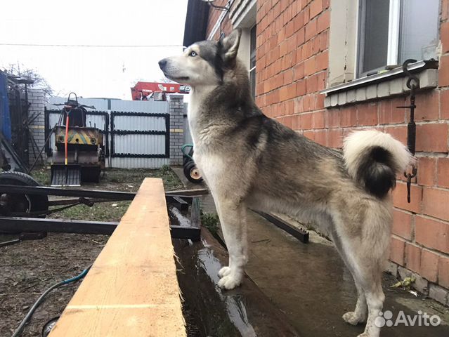 Лайка - маламут
