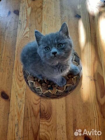 Кошка в дар