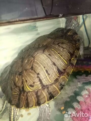 Красноухая черепаха