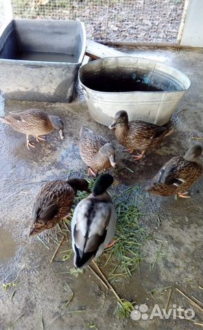 Подсадные утки чубарые